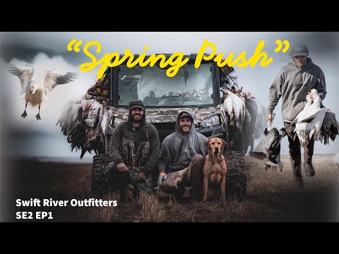 Epic Spring Push Begins: Saskatchewan Snow Goose Hunting | Swift River Outfitters S2 EP1