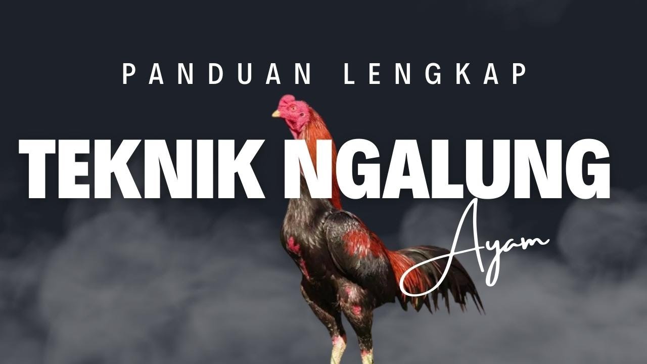 Panduan Lengkap Teknik Ngalung Ayam untuk Pemula - YouTube