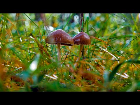 Romantic rain in the autumn forest. Background sounds of thunder and thunder for relaxation.