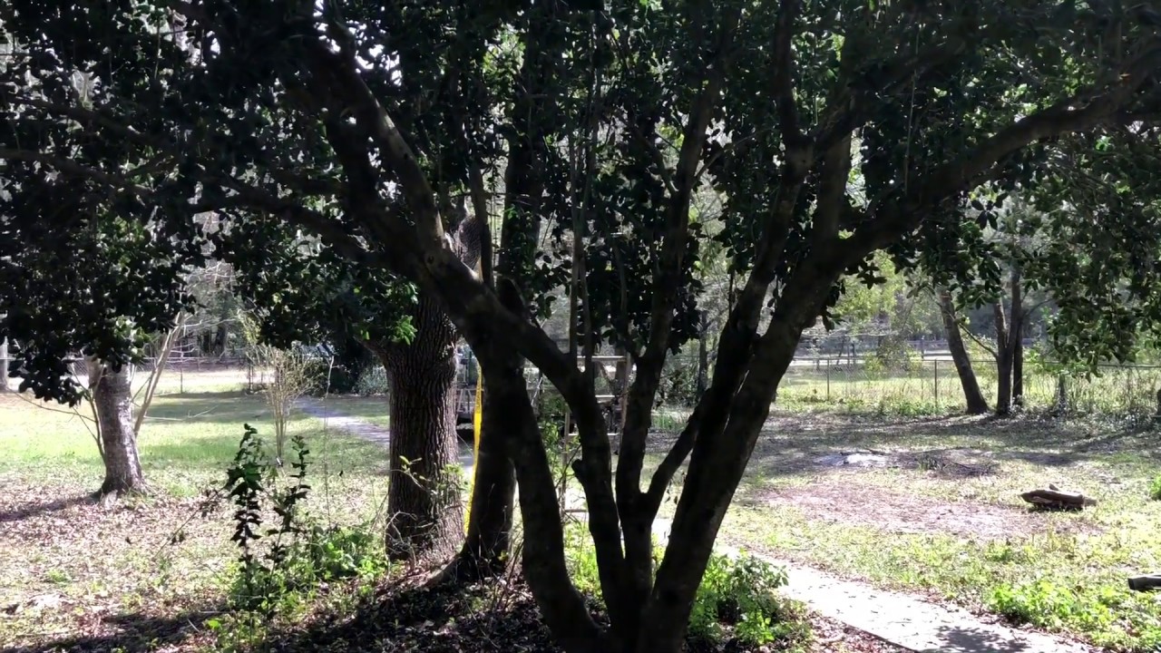 Snapped Branch Hanging Dangerously Removal - YouTube