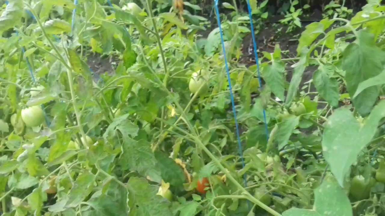 Début de récolte tomate padma f1 - YouTube