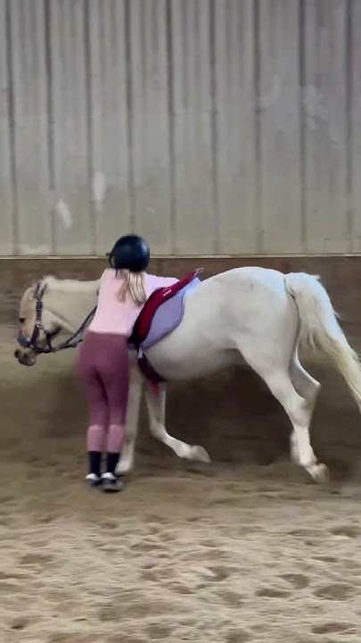 Trying a new trick combo with my best girl Gabby. Got stuck on the pad on the vault🙈🤷‍♀️.#horse ...