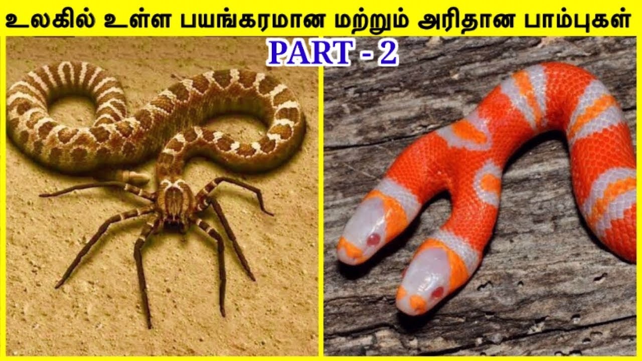 🔴அரியவகை பாம்புகள் #2 | Rarest Snake In The World in Tamil #live # ...