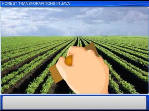 5 Forest Tranformations in Java - YouTube