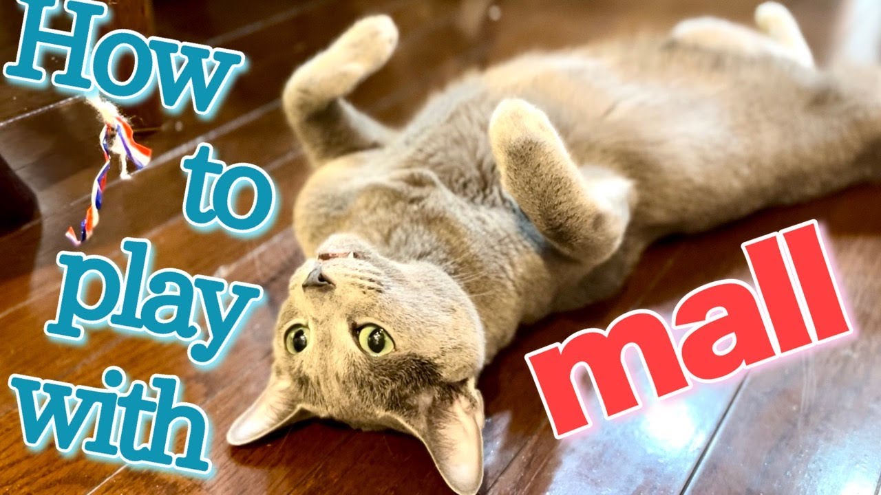 [Russian Blue] A cat playing with ingenuity despite a cheap toy ...