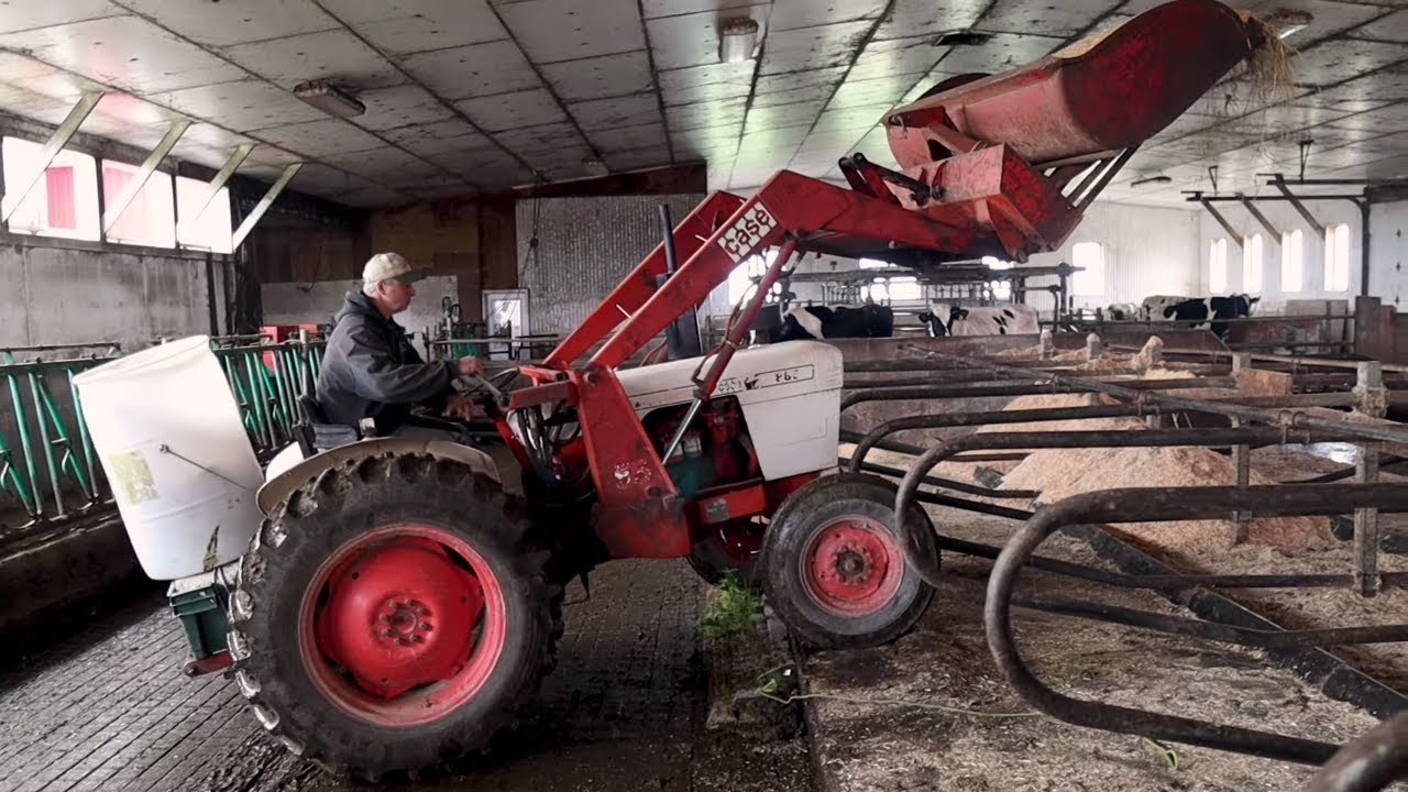 Sawdust Bedding In Our Dairy Barn - YouTube