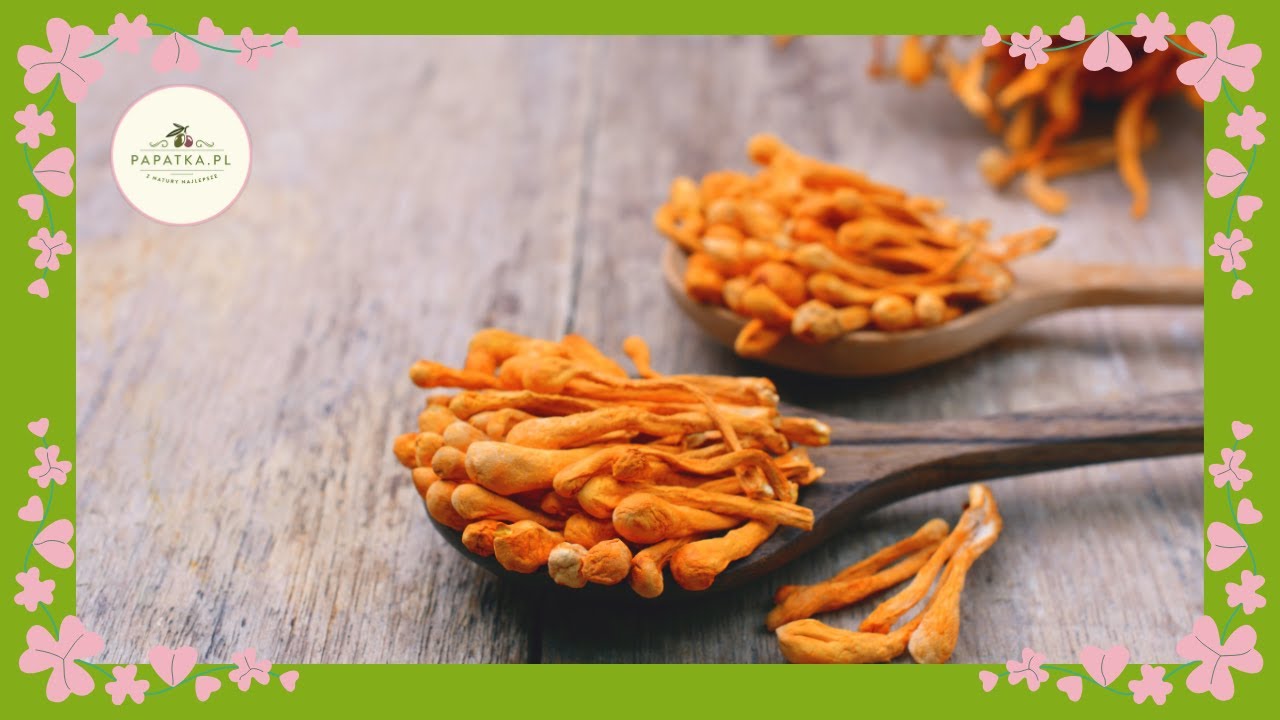 Poranek z Papatką odcinek 951. Cordyceps – grzyb o nadzwyczajnych ...