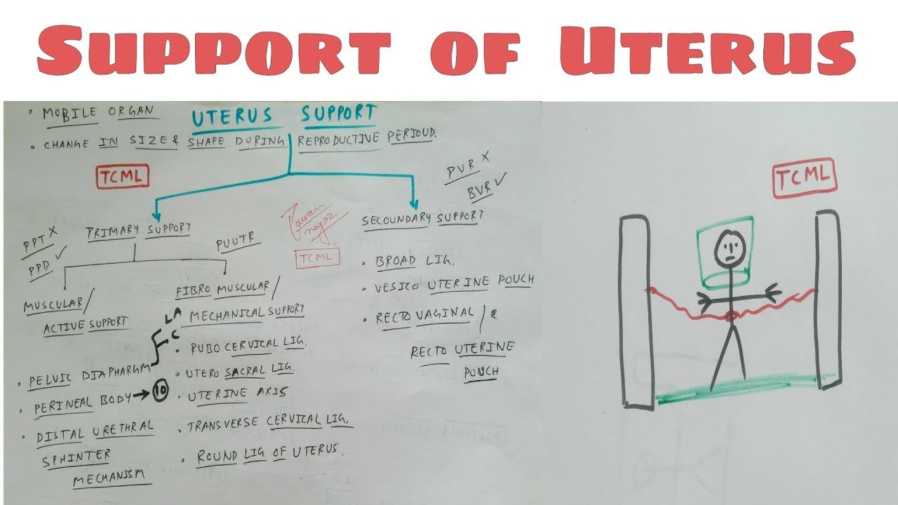 Support of Uterus - 2 | Diagram Overview | Uterus Anatomy - YouTube