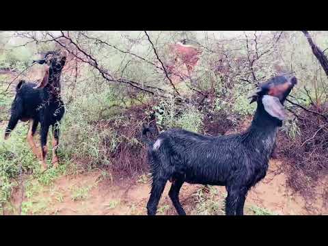 Goats love time | Goats mating - YouTube