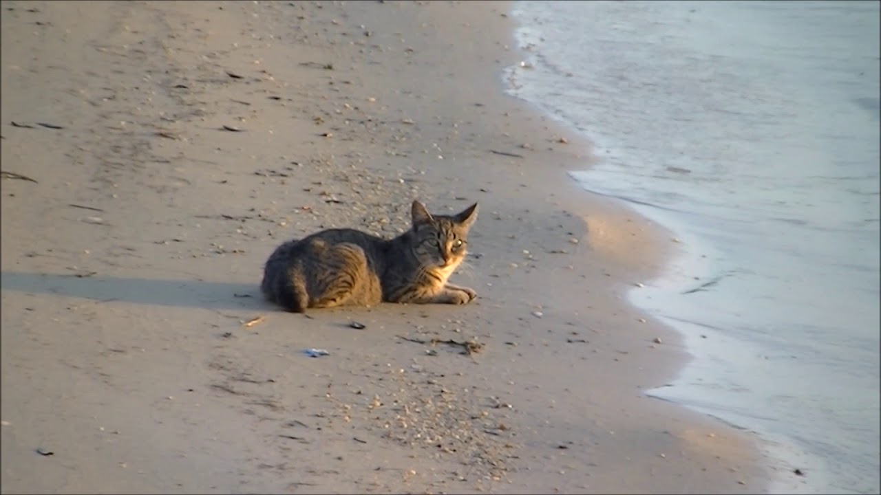 KITTY CAT ENJOYING FLORIDA SUNSET 9 14 17 FUNDIMONIUM 2 - YouTube