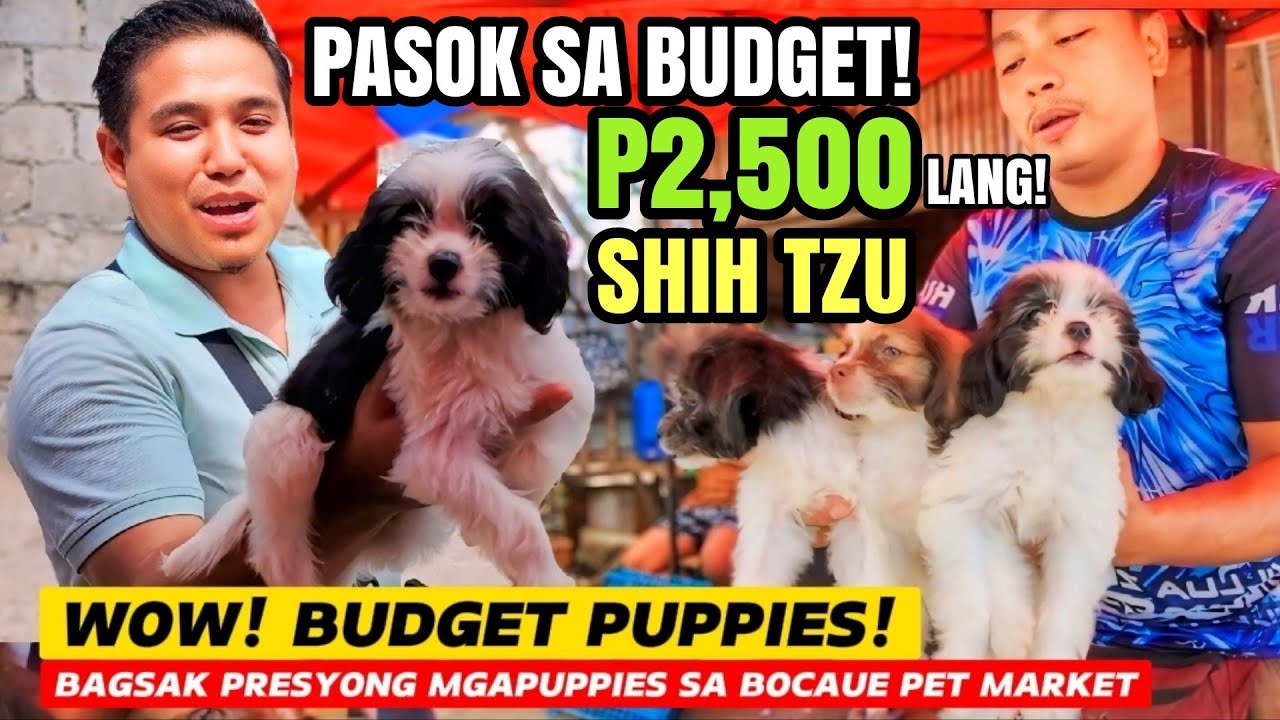 PASOK SA BUDGET! P2,500 LANG SHIH TZU DITO! | MURANG PUPPIES SA BOCAUE ...
