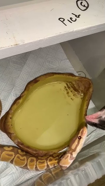 Ultramel ball python striking - YouTube