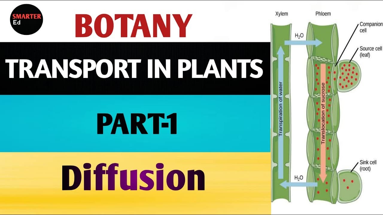 Transport in Plants - Diffusion || Plant Physiology|| SMARTER-Ed - YouTube