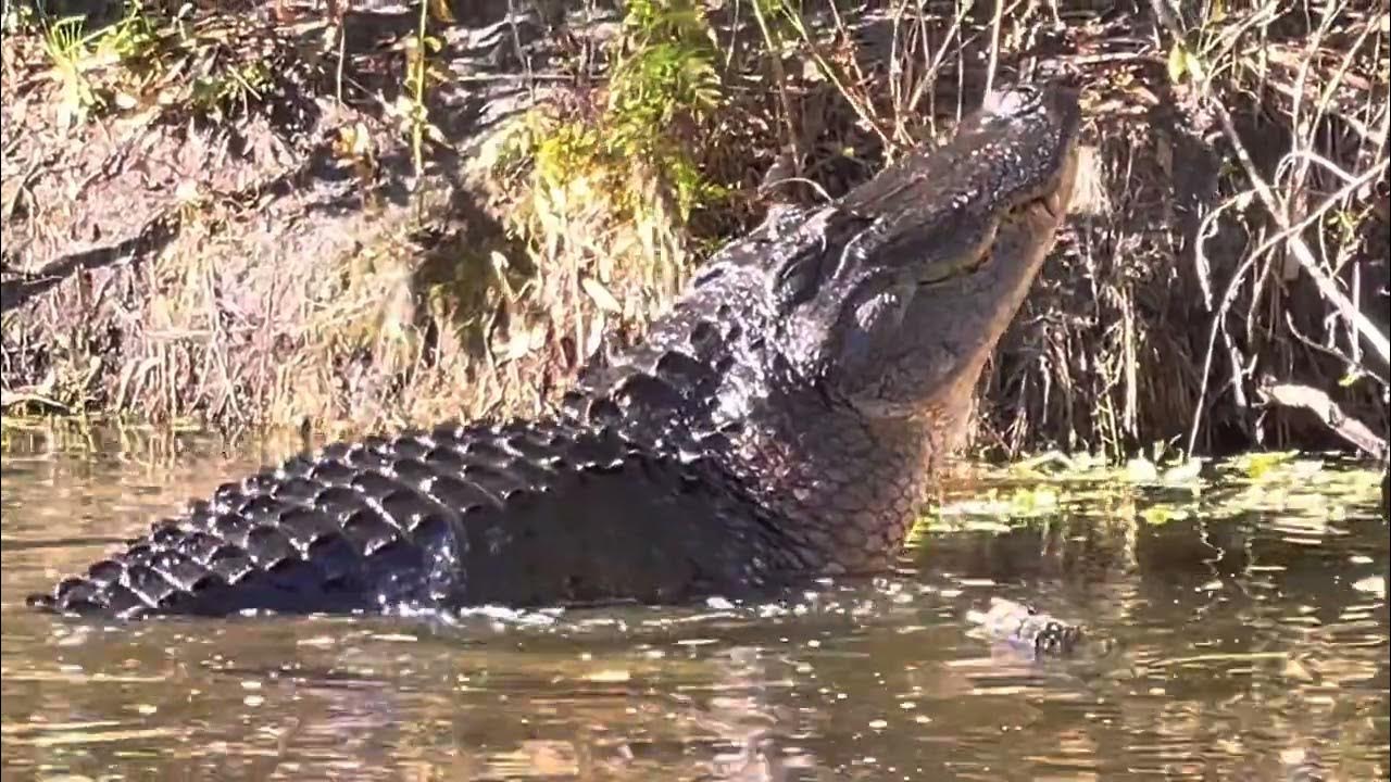 Loud alligator mating call雄鳄鱼求偶 - YouTube