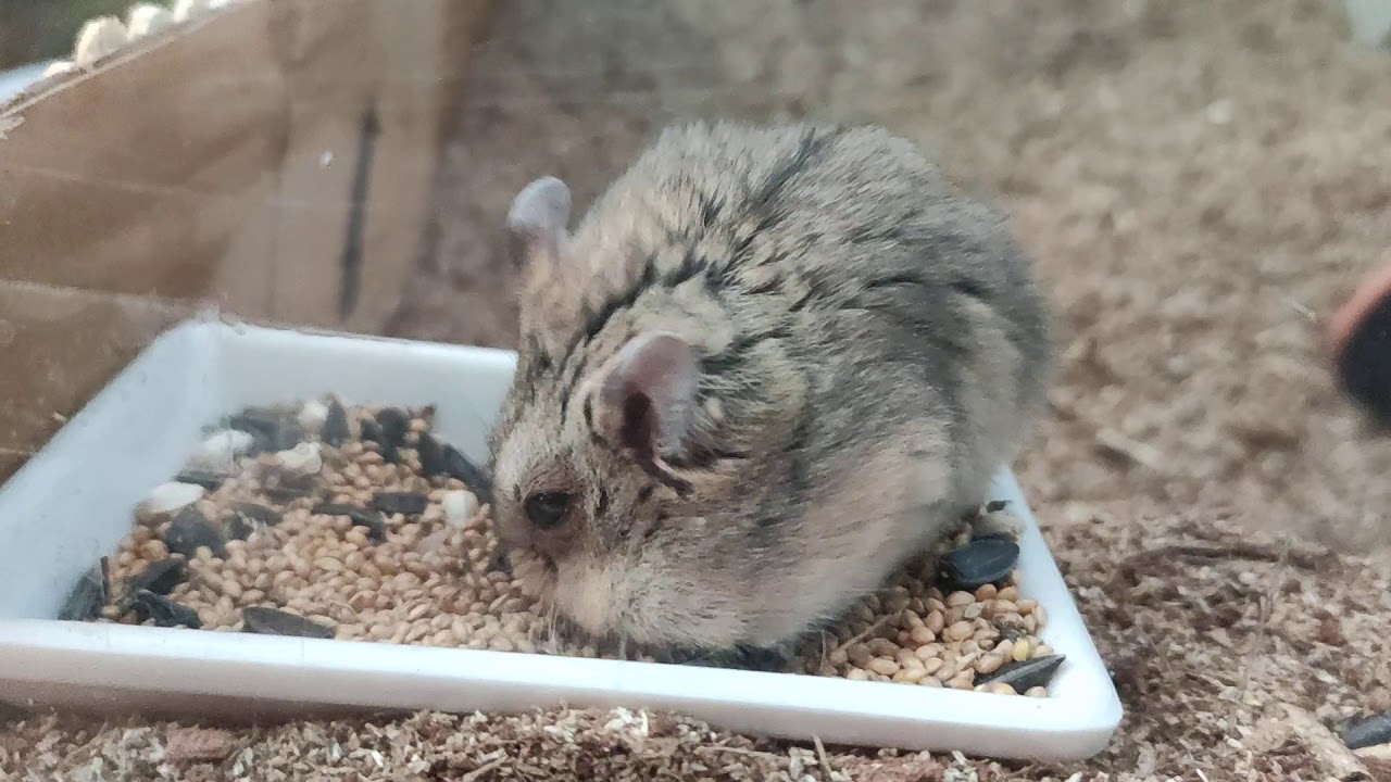 Kaju the Hamster in India #short - YouTube
