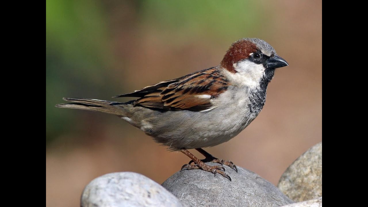 Banding House Sparrow - YouTube