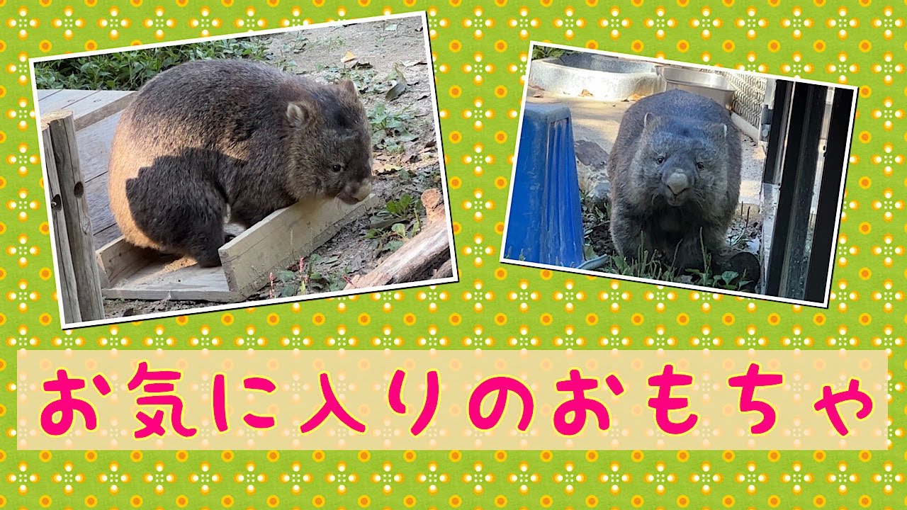 【wombat】お気に入りのおもちゃ☆(Favorite toy) - YouTube