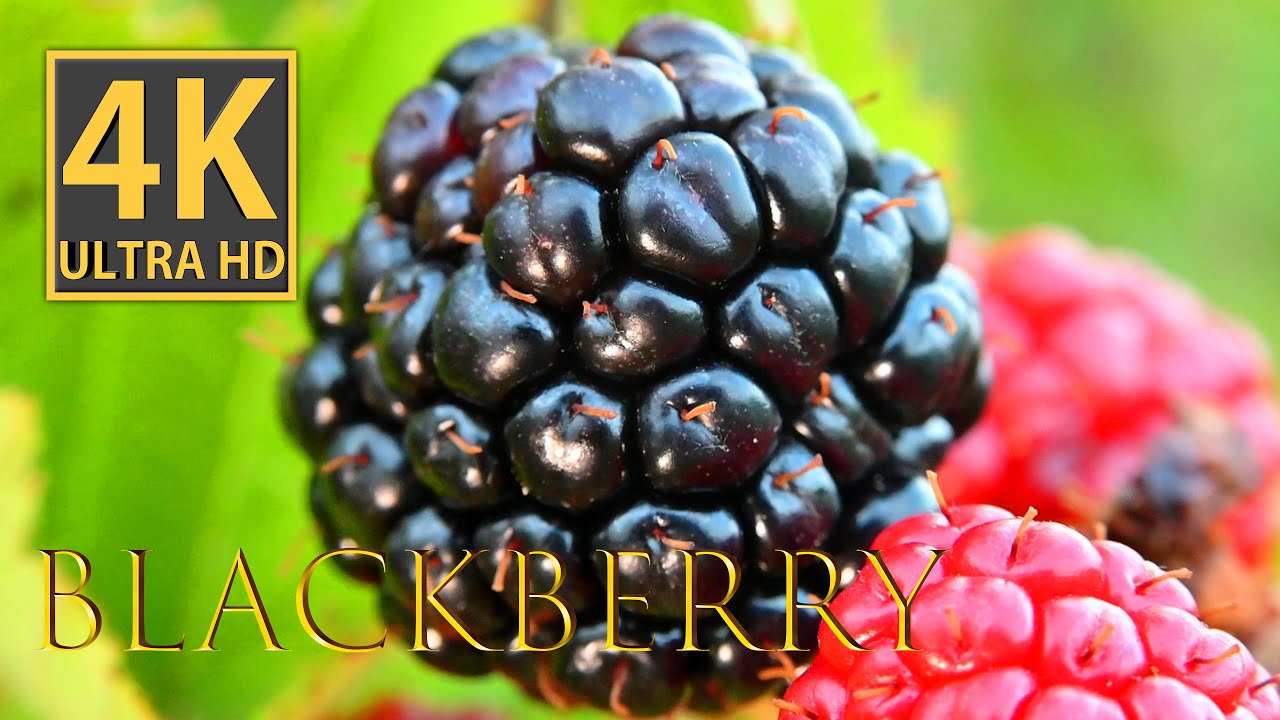 Ripening Stages of Blackberries in Stunning 4K Video! - YouTube