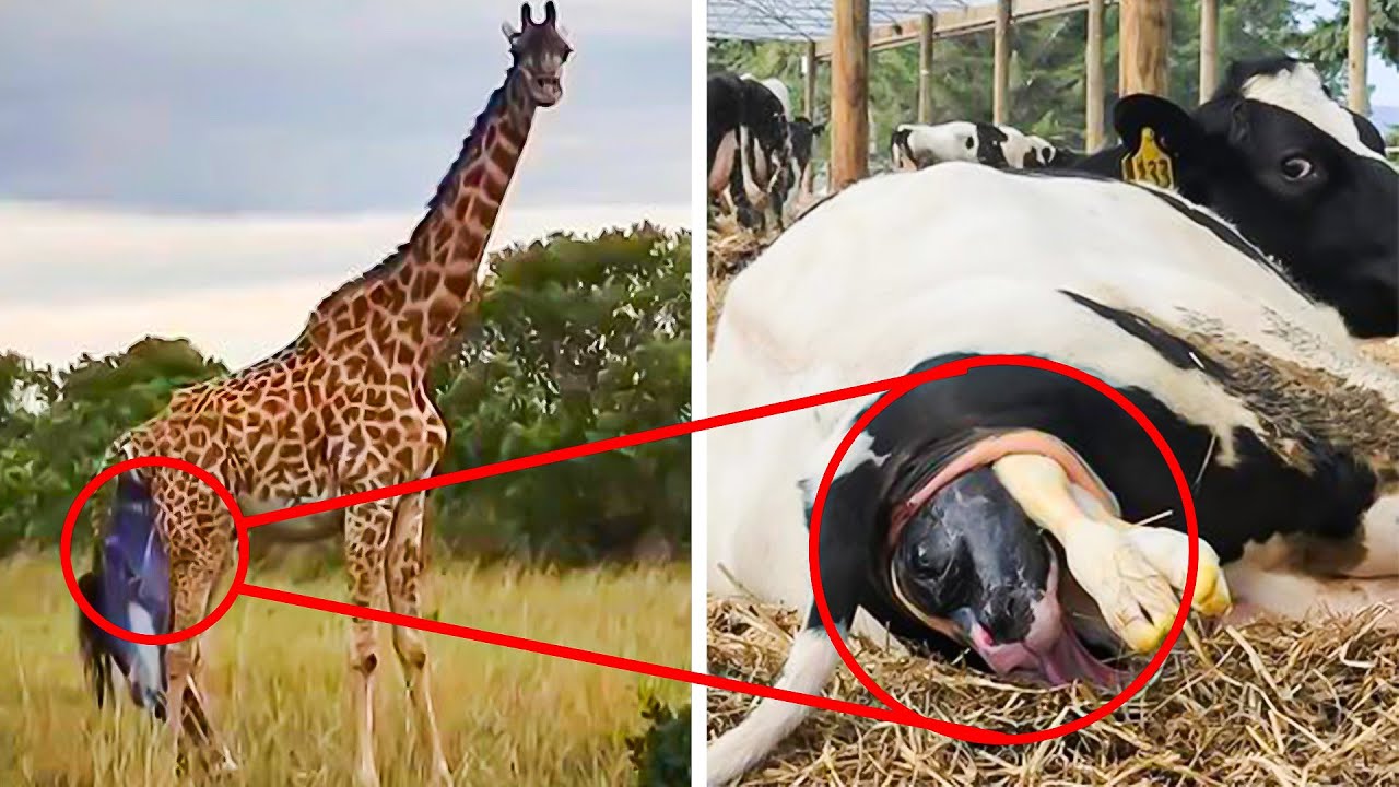 30 Animals With The Most Painful Birth - YouTube