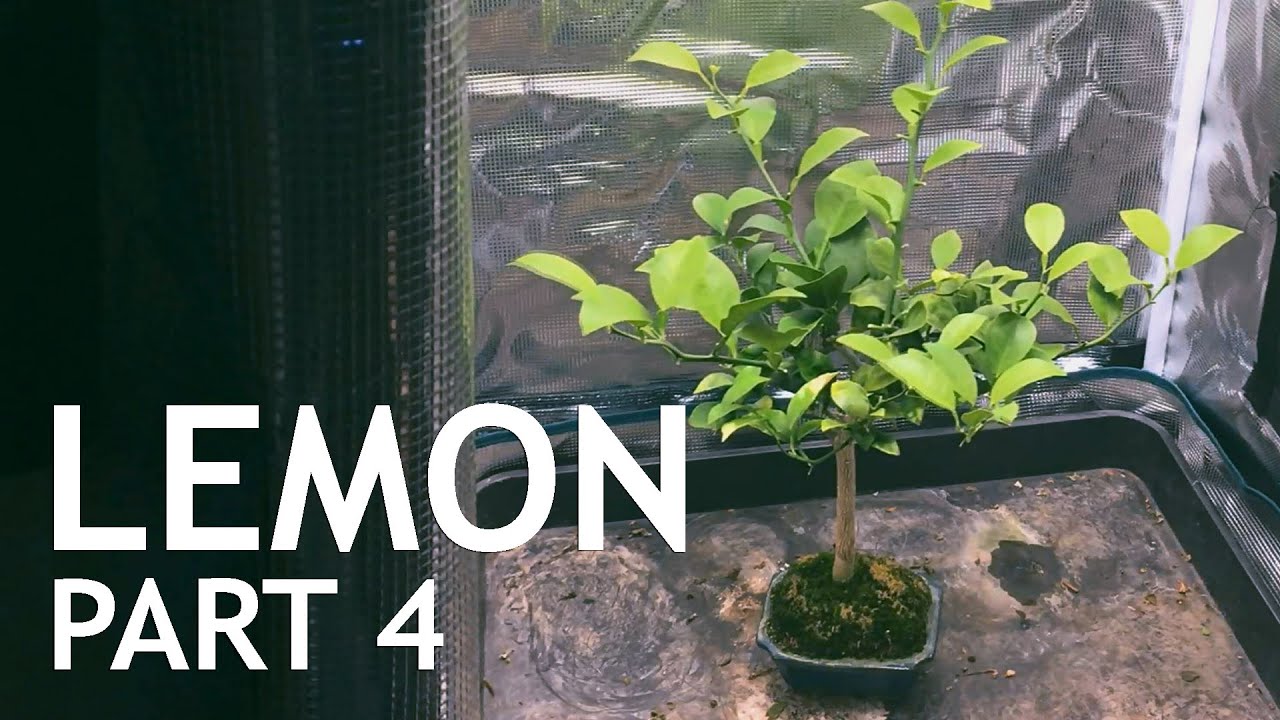 Lemon Bonsai, from seed. 4 - YouTube