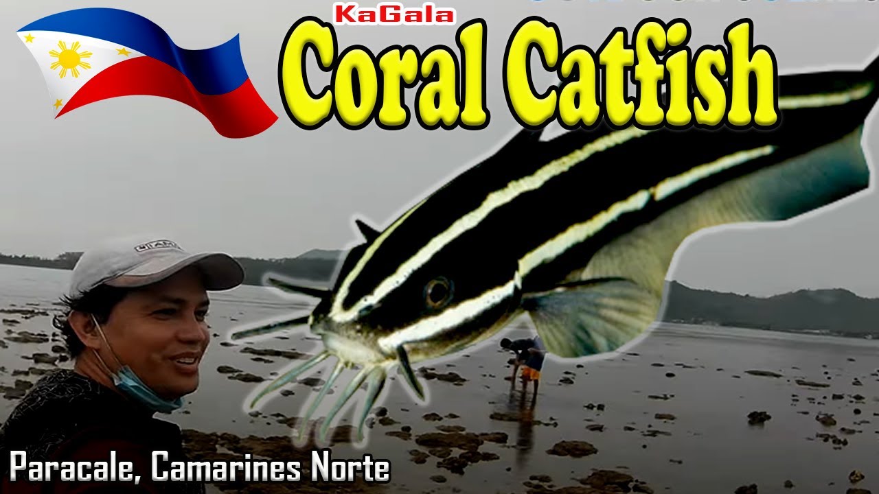 Feat: CORAL CATFISH during LOW TIDE @ PARACALE BAY | SEA CREATURES ...
