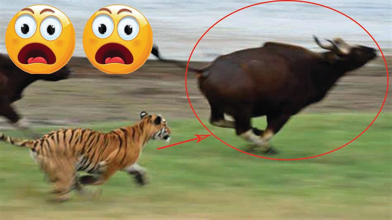 A Herd Of Gaur On The Hunt For Food || Nambor Wildlife Sanctuary - YouTube