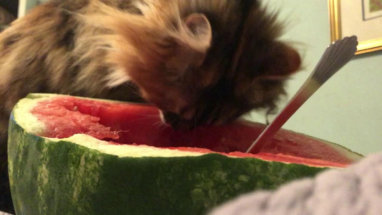 Cute cat snacks on watermelon - YouTube