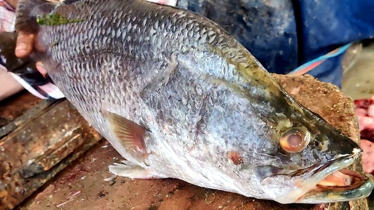Wonderful Big Vetki Fish Cutting & Cleaning By Expert Fish Cutter ...