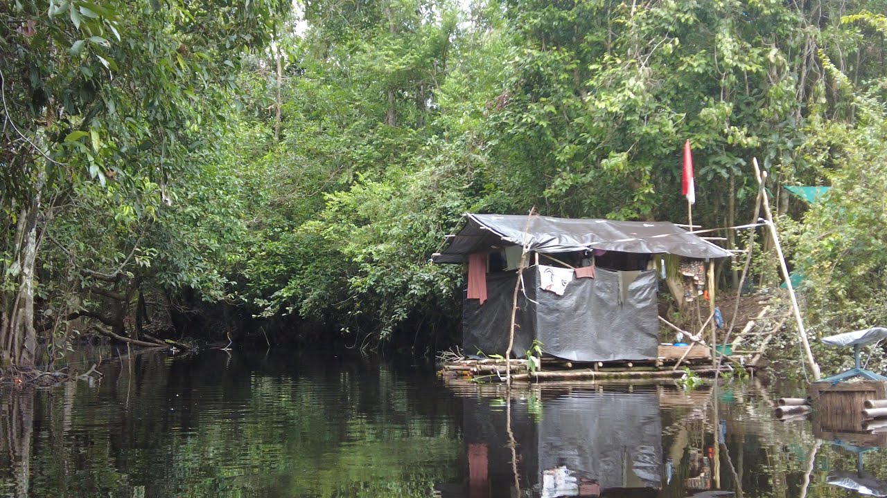 MALAM KE - 4 DI HUTAN RAWA, DAN PANEN PERANGKAP IKAN PUN TERJADI SAAT ...