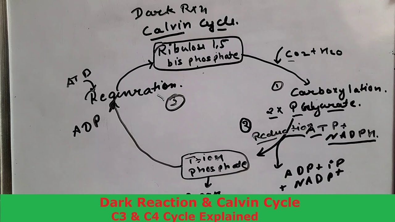 Calvin Cycle or C3 Pathway || Dark Reaction in Photosynthesis C3 vs C4 ...