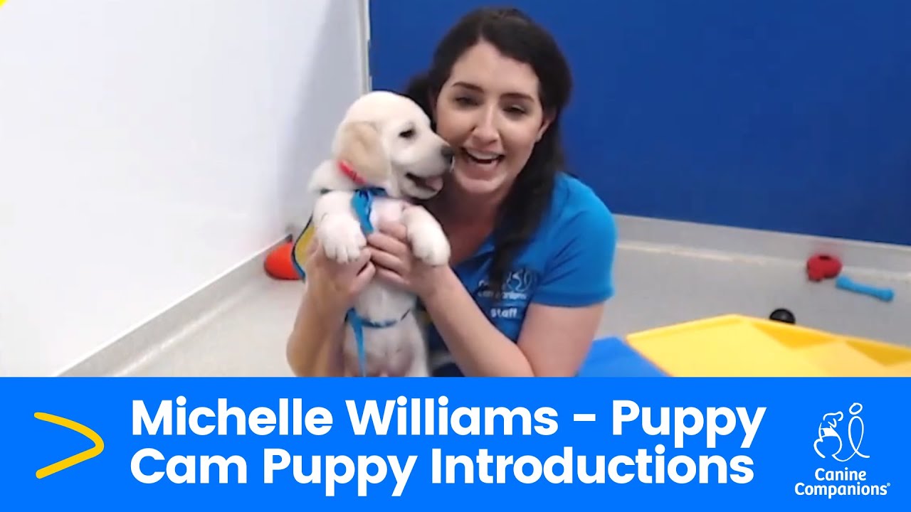 2023 Puppy Cam Puppy Introductions | Canine Companions - YouTube
