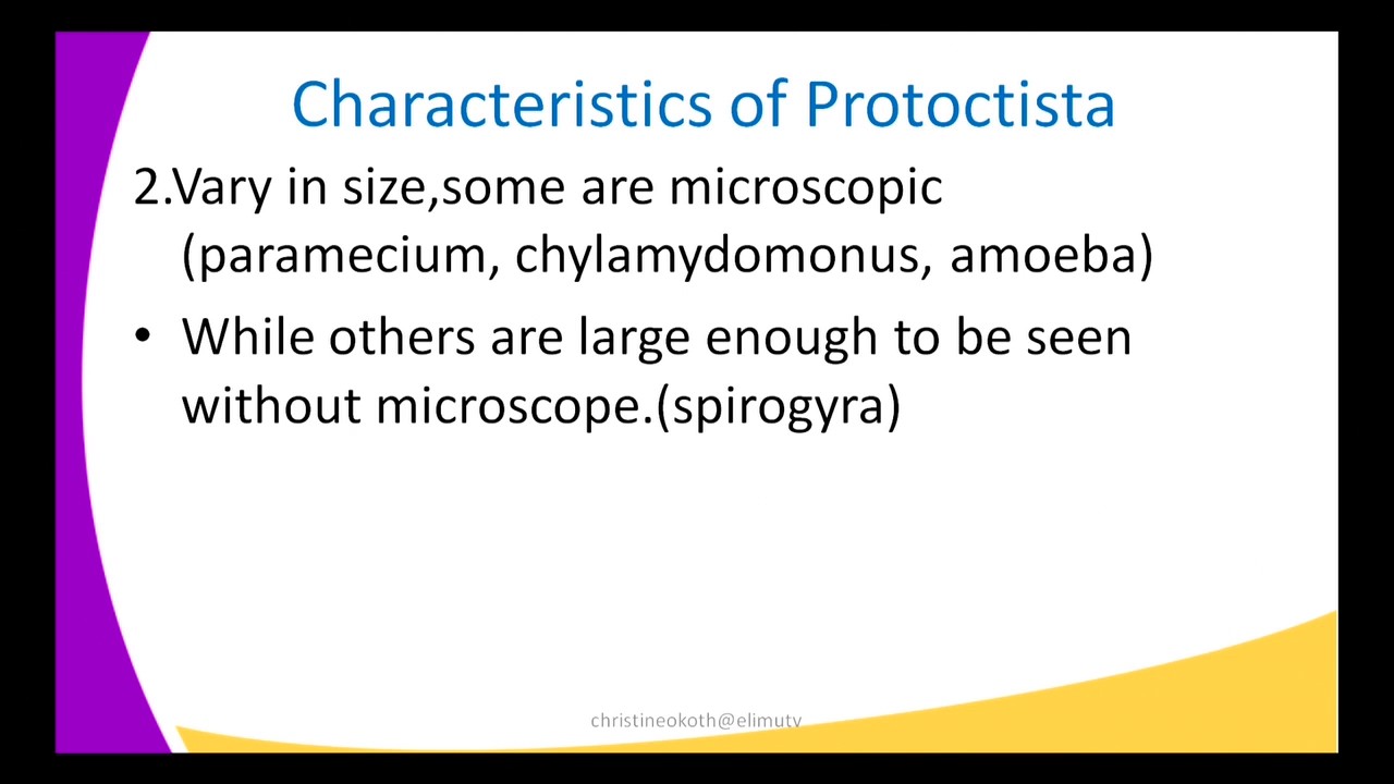 Form3 Biology Lesson3 Classification Protoctista - YouTube