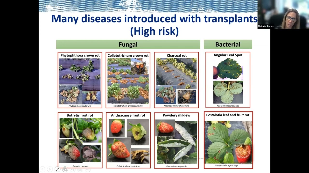 Southern IPM Hour: Strawberry Thermotherapy for Non-Chemical Management ...