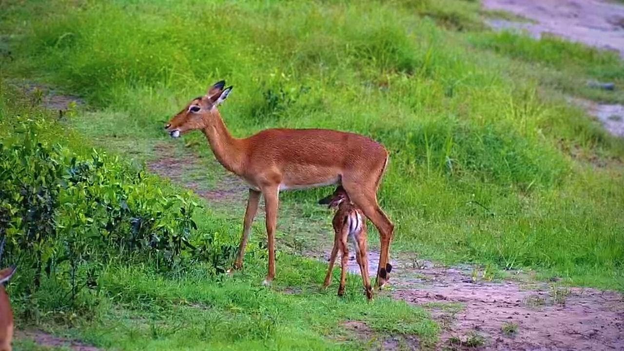 Cute Impala Lambs - YouTube