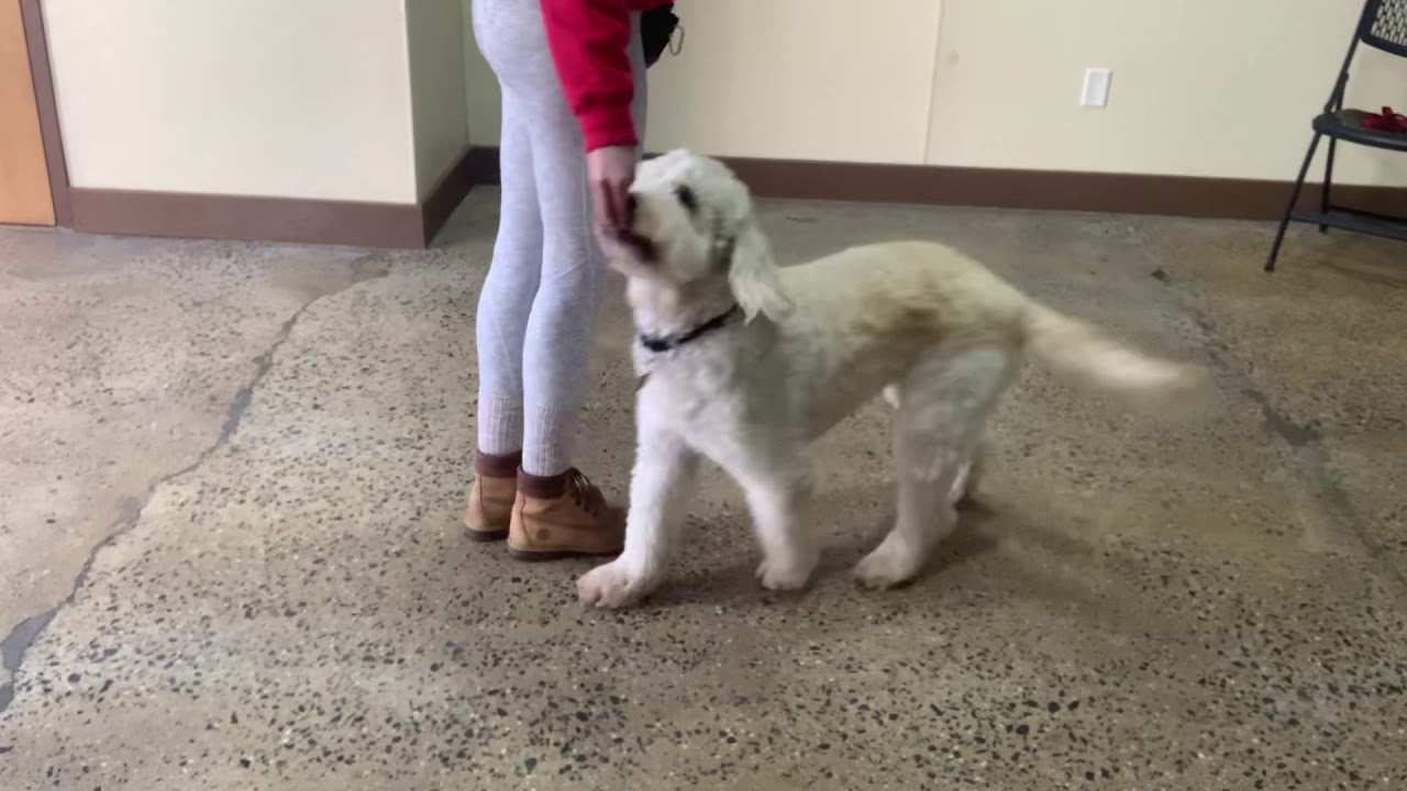 Maria The Dog Trainer & Jake 11/24/2020 - YouTube