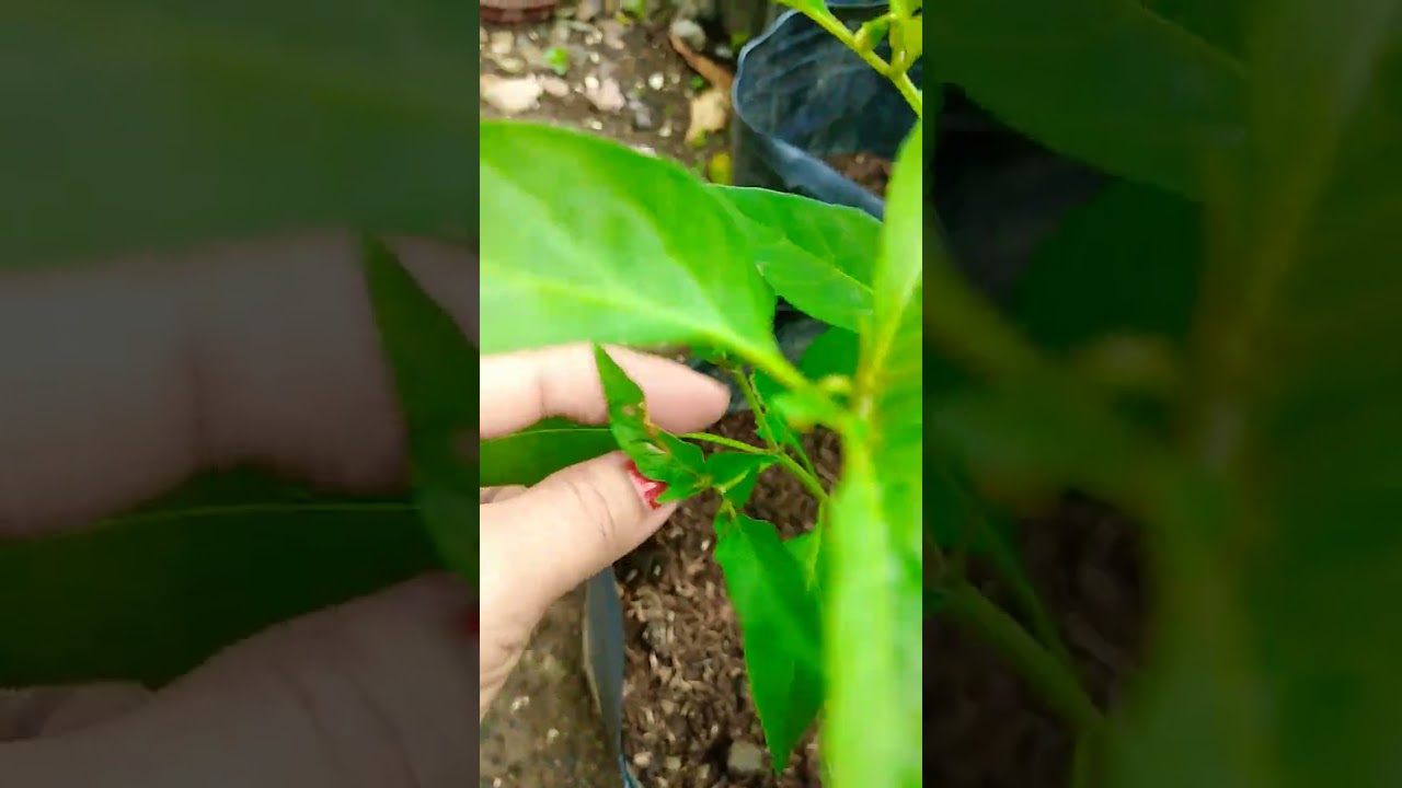 Removed by handpicking to avoid more pest. - YouTube