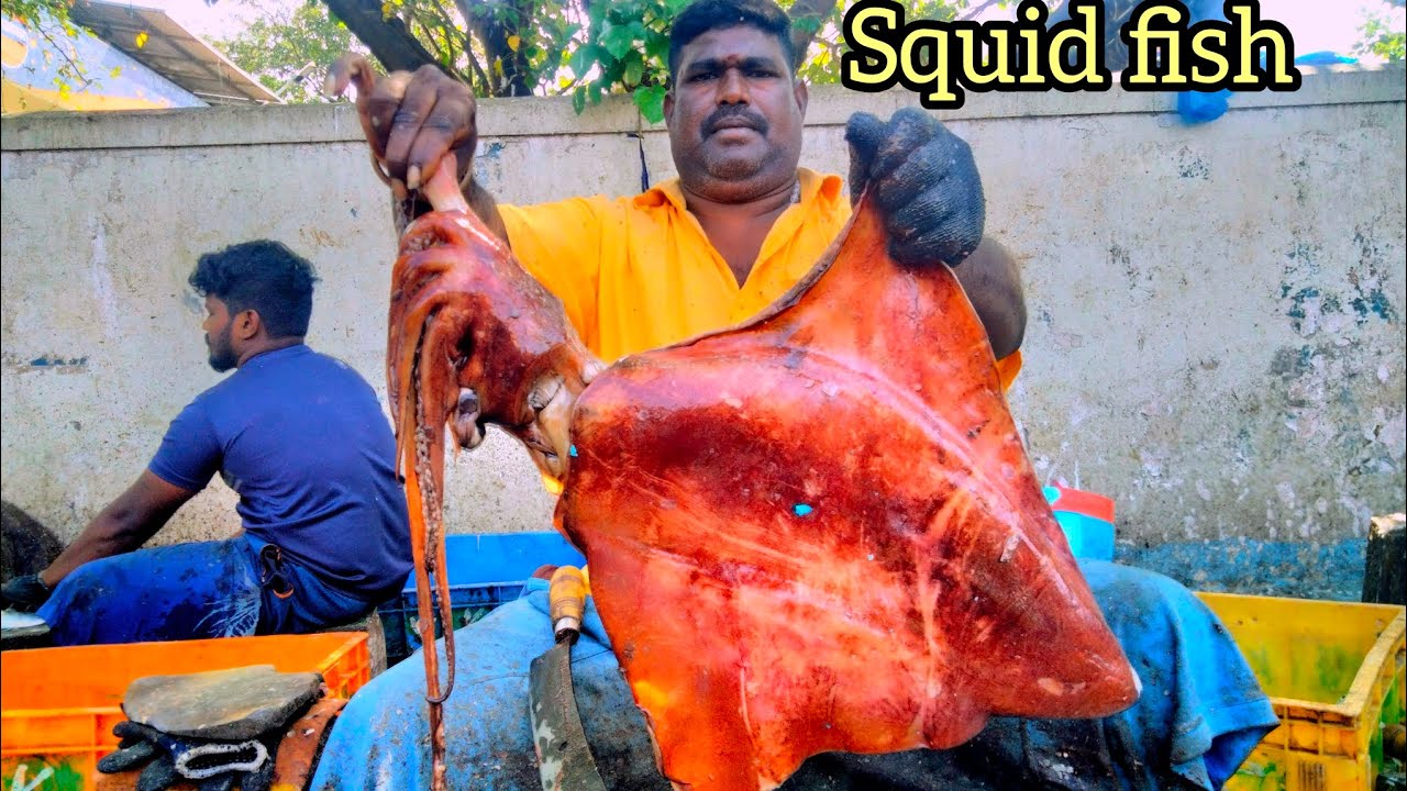 squid fish cutting video kasimedu fish Market fishcuttingsk - YouTube