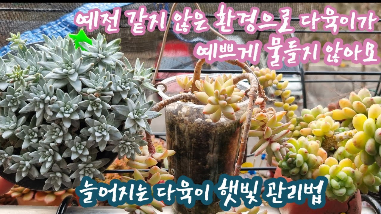 오늘 걸이대 예전처럼 물이 들지 않는 다육이들 늘어지는 다육이 관리법 다육이들은 햇빛의 정도에 따라서 위치를 바꿔주는