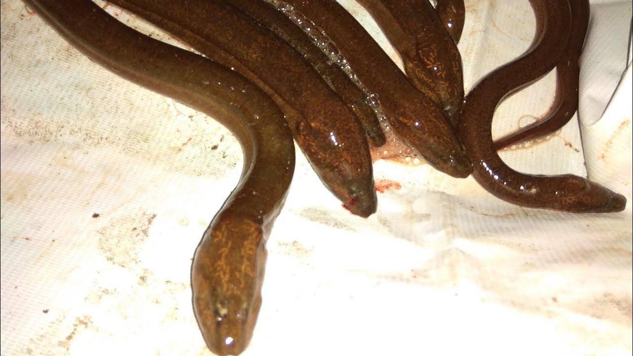 Mancing belut super besar, diterik ya matahari sampai kulit hitam ...