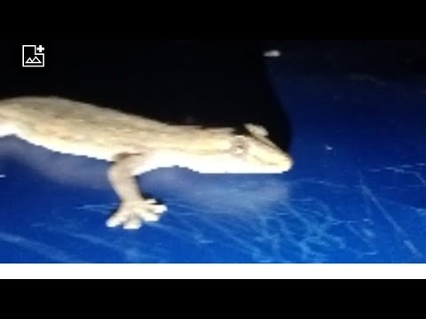 mausuli night time - YouTube