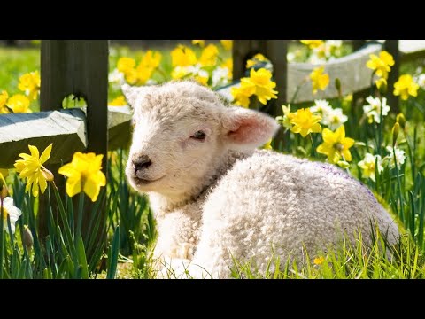 Beautiful Instrumental Hymns, Peaceful Soothing Music, Video in 4k  \