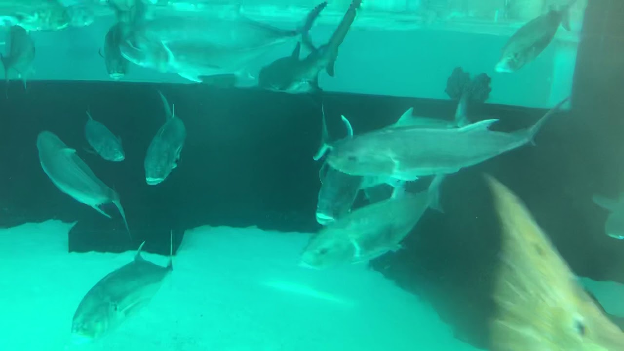 Golden Nugget Tank Pool - YouTube
