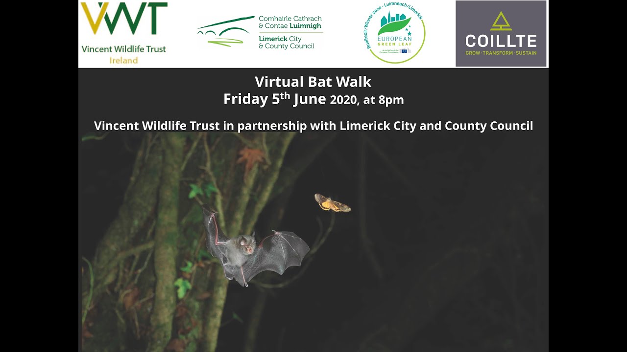 Virtual Bat Walk Limerick EGLA 2020 - YouTube