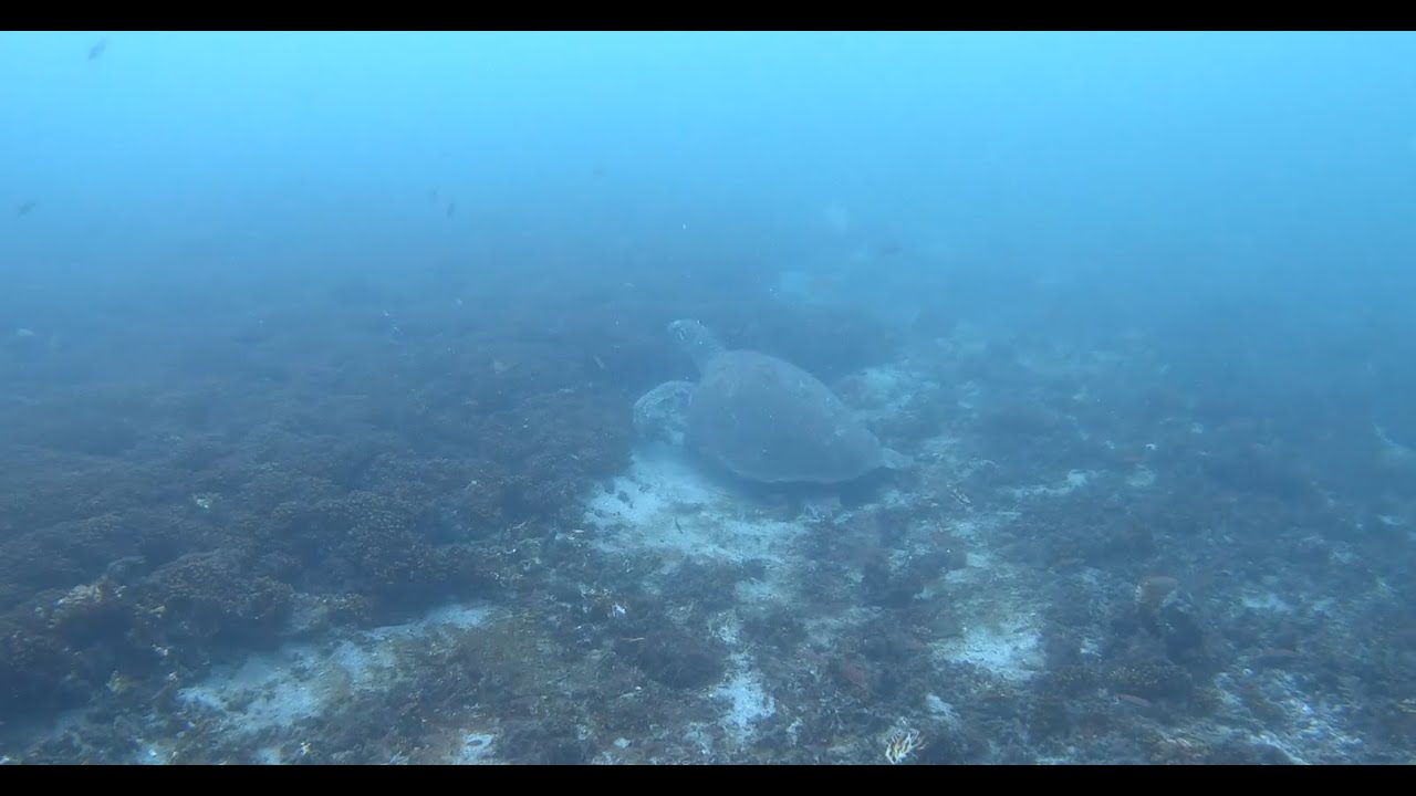 Buceo Isla Salango e Isla de la Plata, Ecuador - YouTube