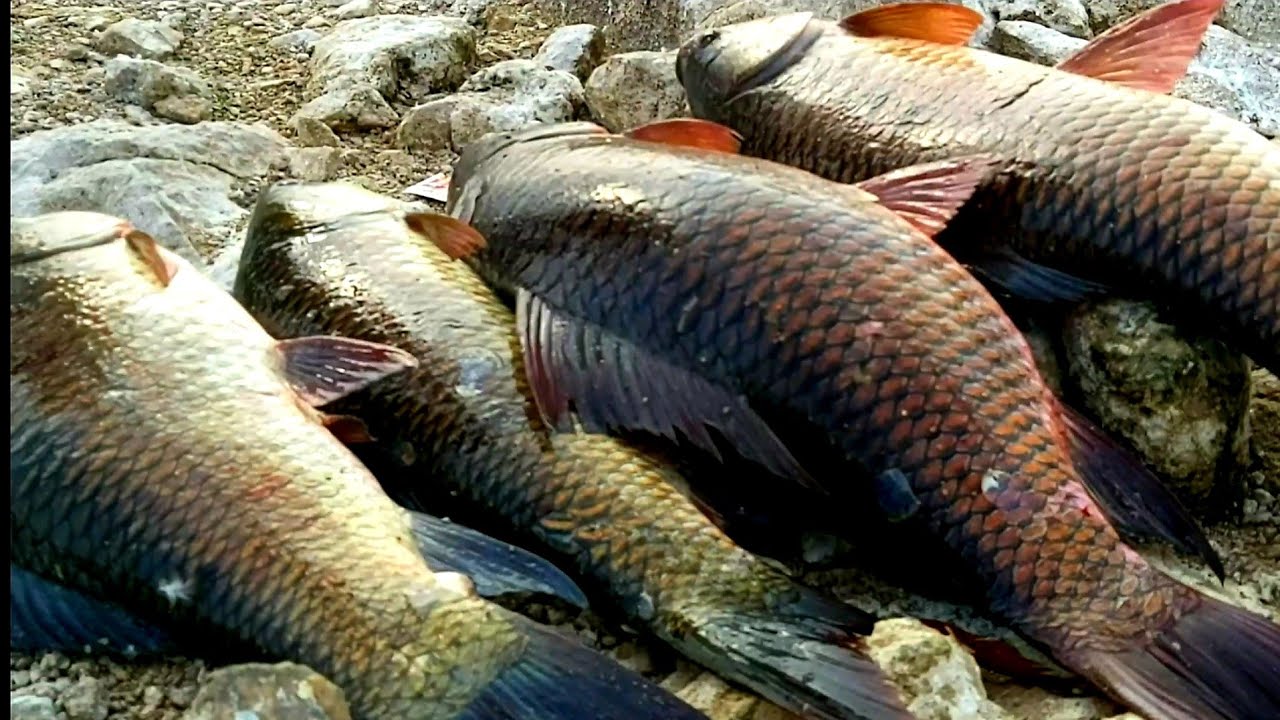 best fishing video||rahu fish|| catching. - YouTube
