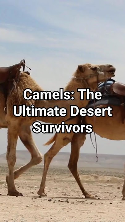 Camels: The Ultimate Desert Survivors! 🏜️ - YouTube