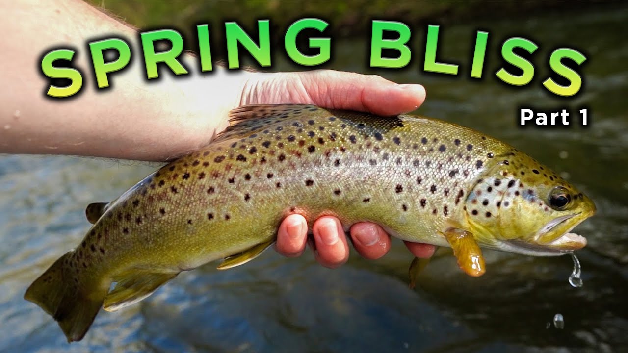 SPRING FLY FISHING BLISS!! Part 1 | Euro Nymphing Wild Brown Trout ...