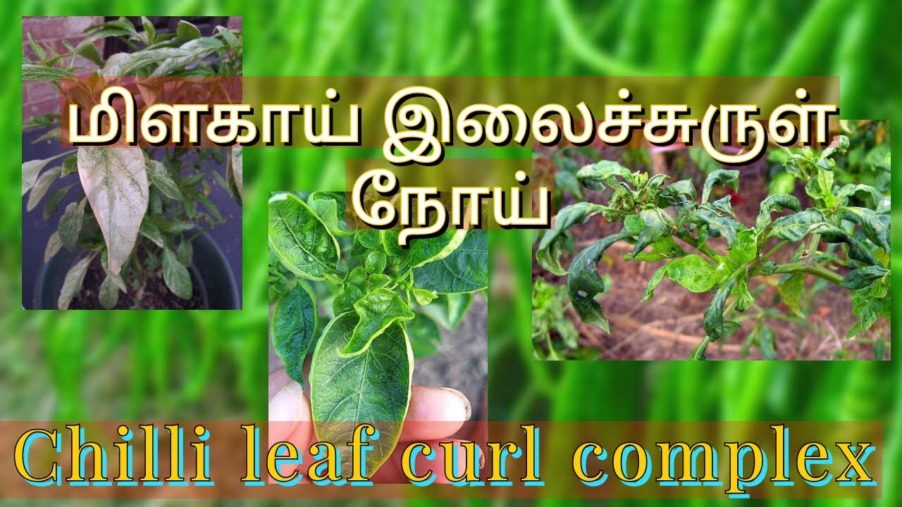 மிளகாய் இலை சுருள் நோய் | chilli leaf curl complex | ilai surul noy ...