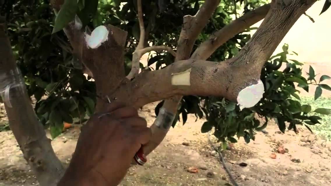 Injerto en Naranjo - YouTube