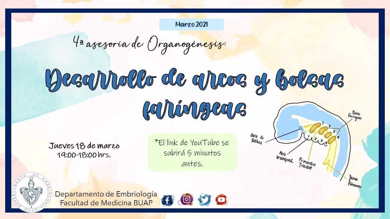 Bolsas Faringeas Faringe: O Que é, Embriologia E Anomalias